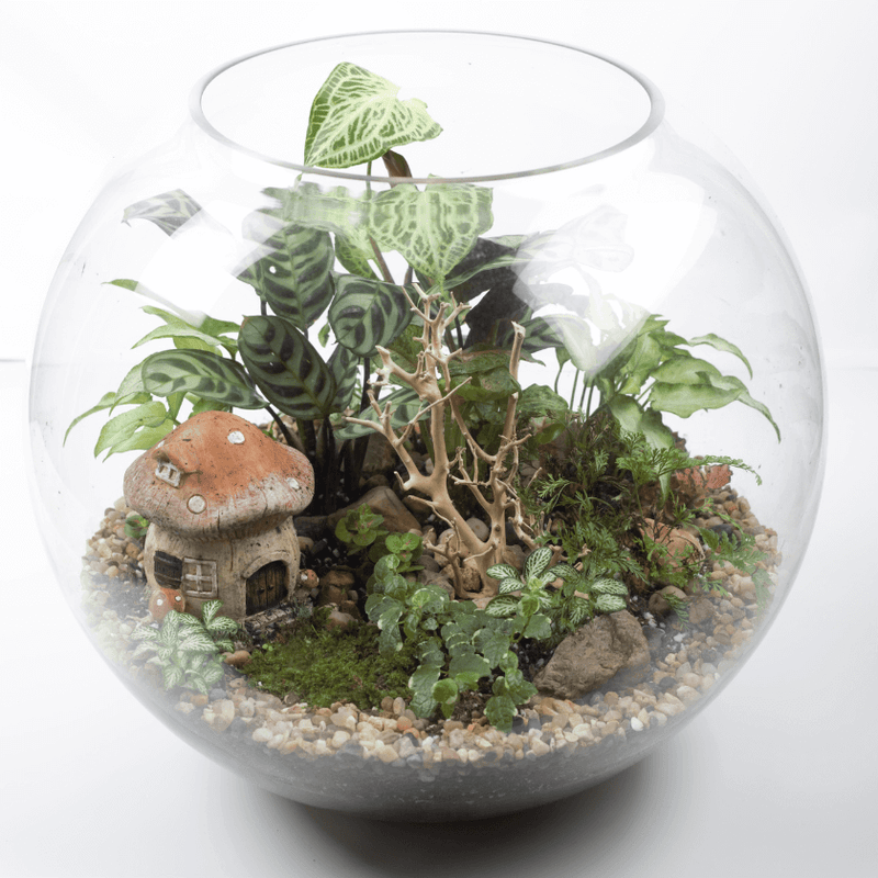 Build a Terrarium for your next event - Plant Homewares & Lifestyle