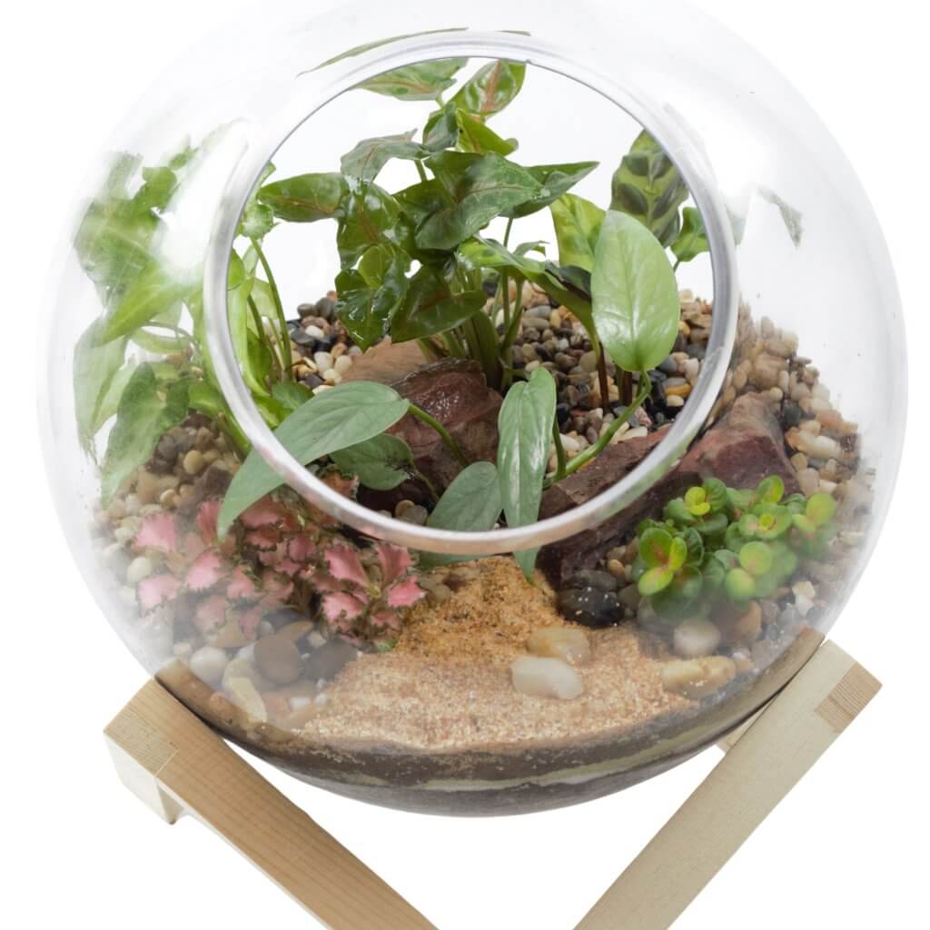 Build a Terrarium for your next event - Plant Homewares & Lifestyle