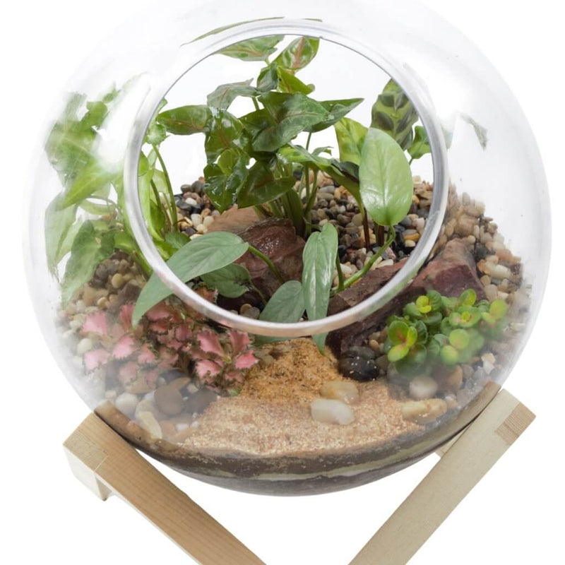 Terrariums - Plant Homewares & Lifestyle