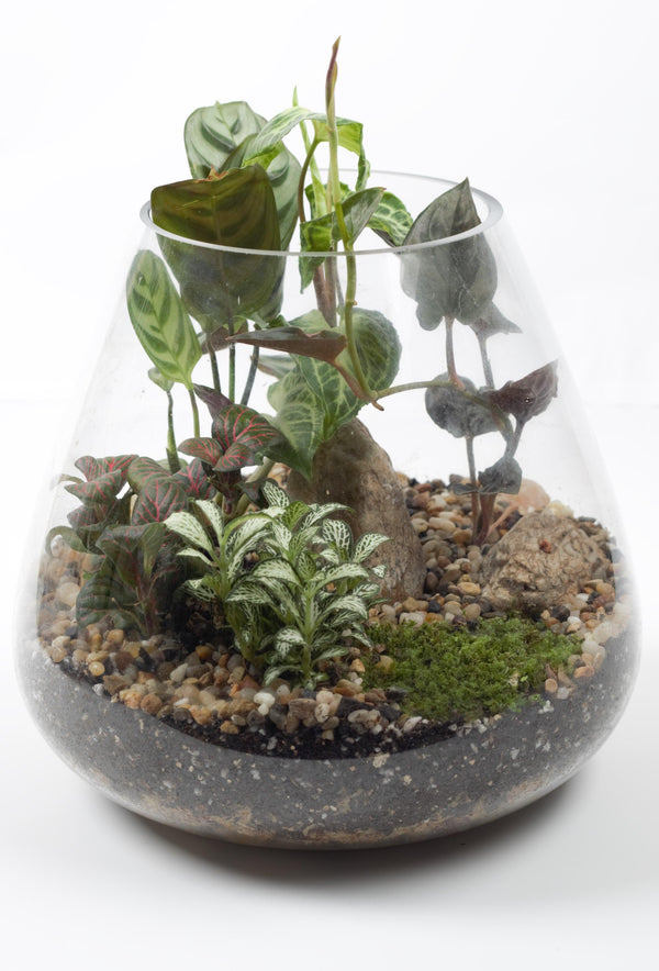 Jungle Life Large Terraium - Plant Homewares & Lifestyle