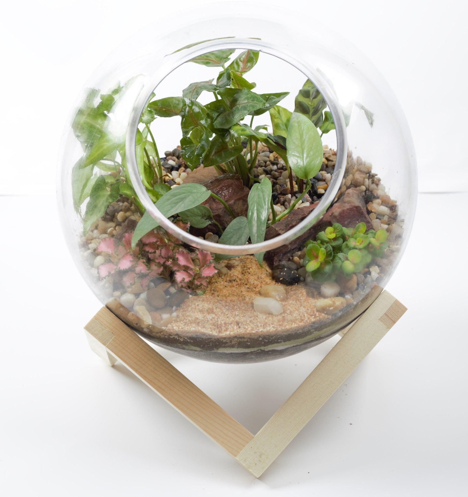 Terrariums Australia – Kits, Glass Vessels & Decor – Plant Homewares